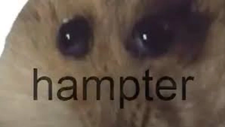 hampter | Fandom