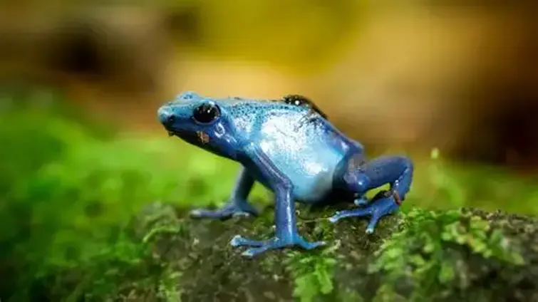 Daily Frog And Chat #147 | Fandom