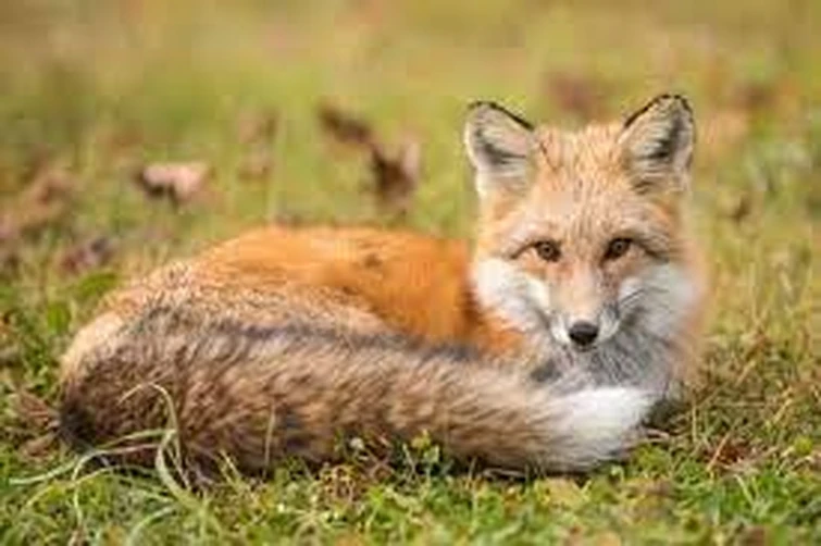 THE RAREST BREED OF FOX!!!!!!!!!! | Fandom