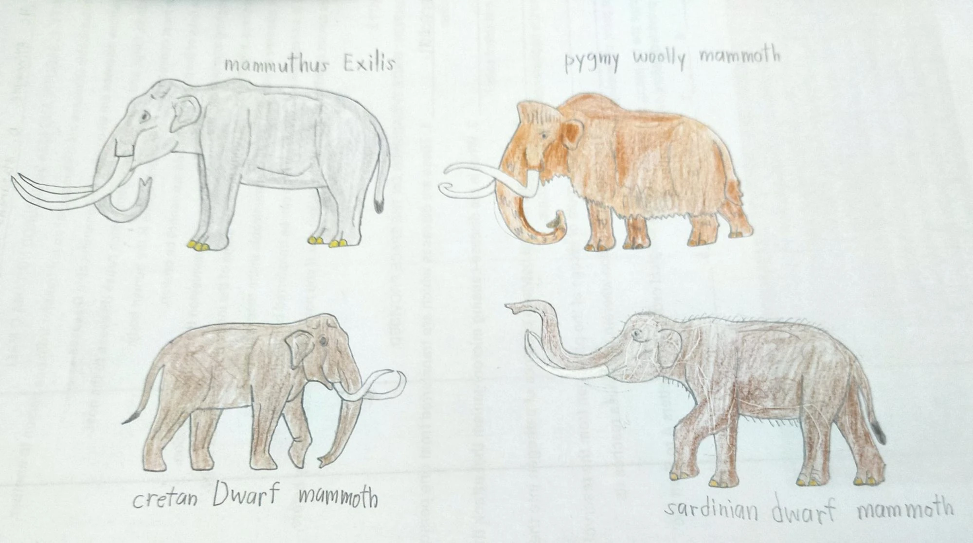 The Mini Mammoths | Fandom