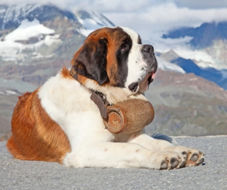 If you could choose. What Kaiju would be a dog breed? | Fandom