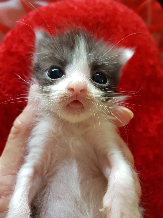 I firmly believe n25 should get mafuyu a cat and help her take care of ...