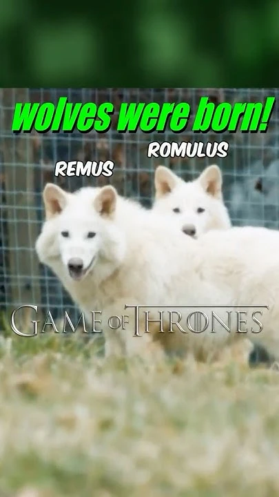 Bro sounds like puffball | Fandom