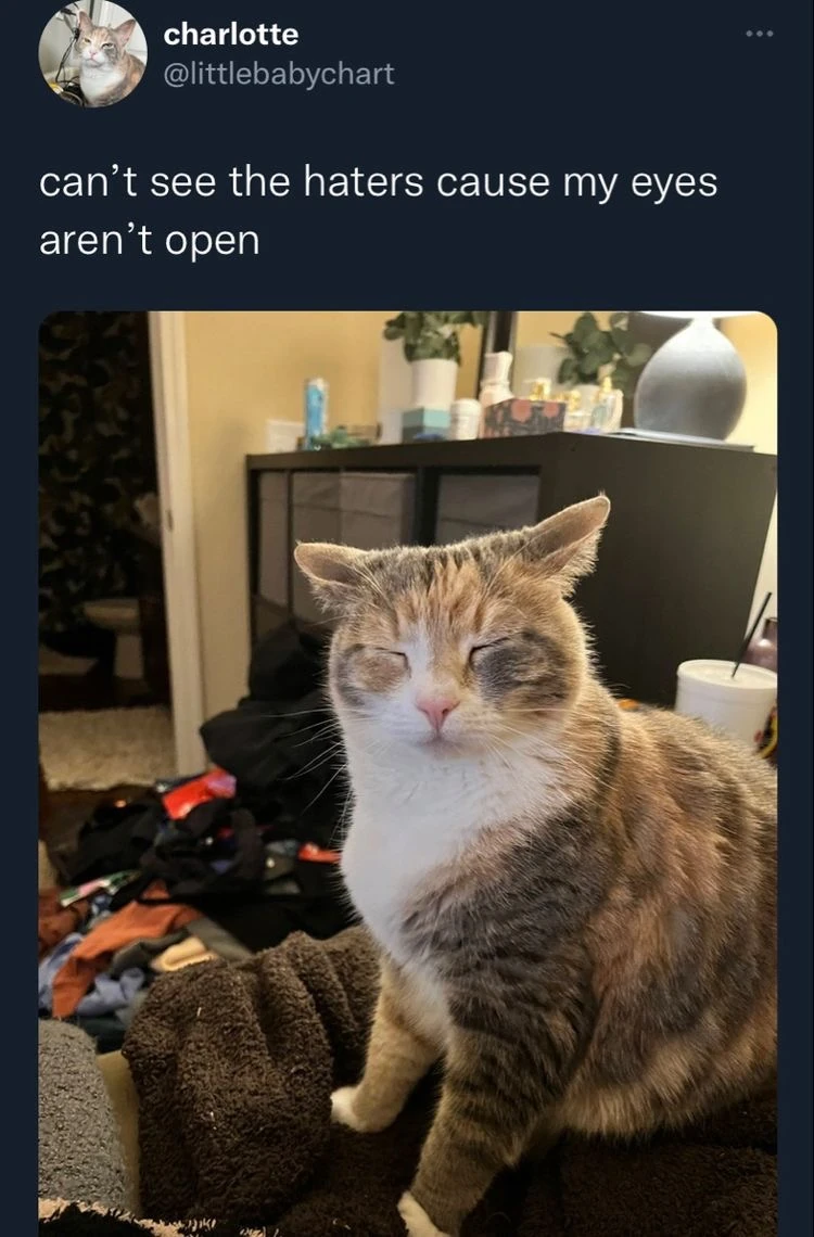 Daily Meow Meow #2 | Fandom