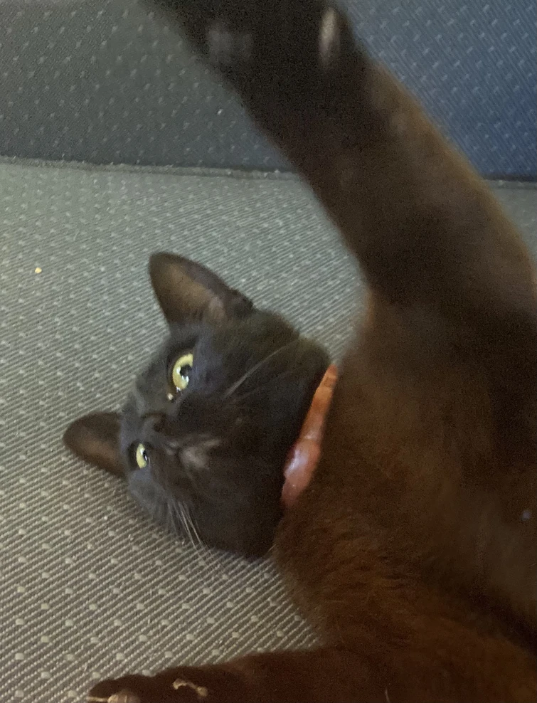 WIKI Abnormal chat | Fandom