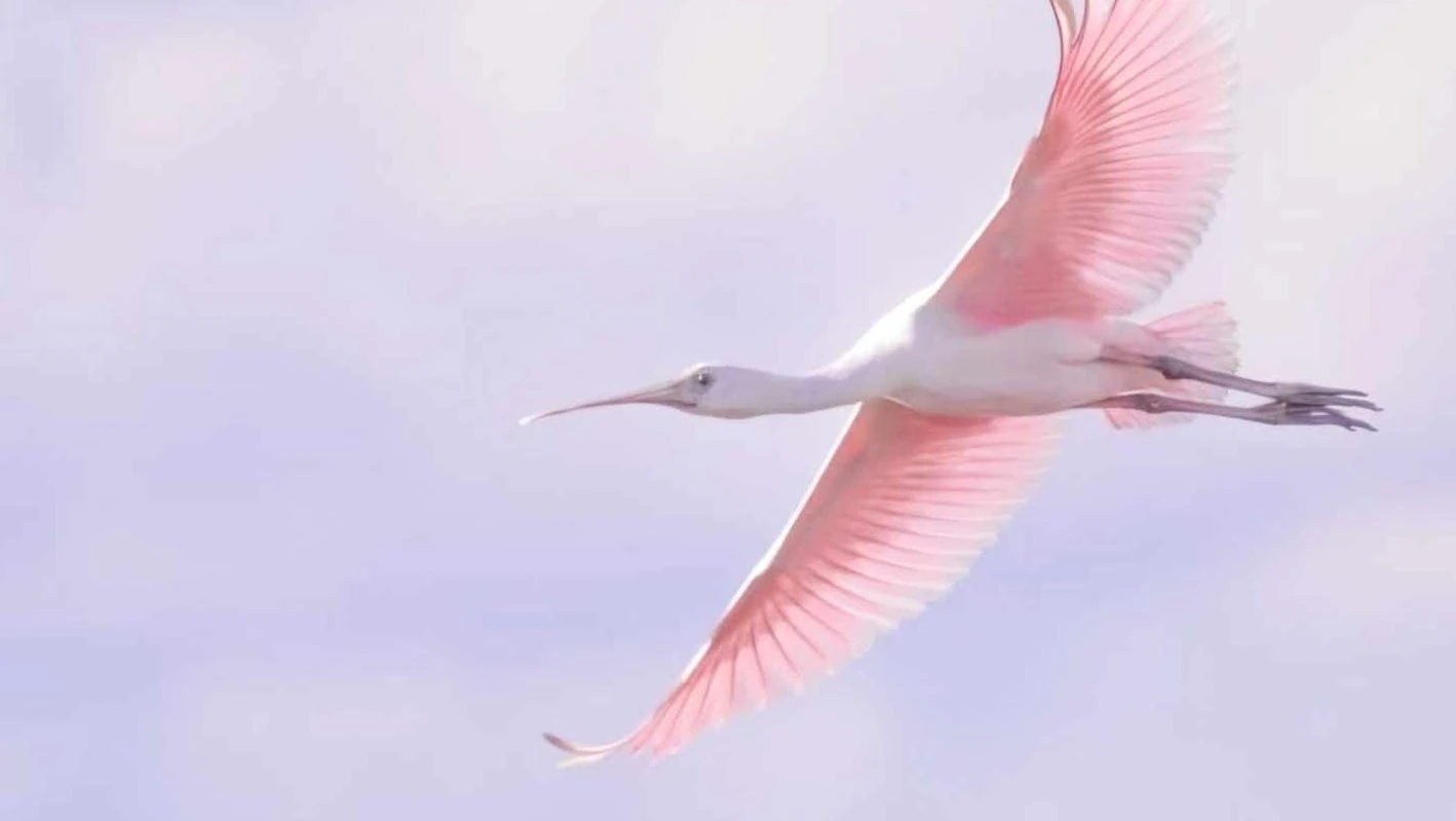 NEWS: Northern Spoonbill, Confirmed Sighting | Fandom
