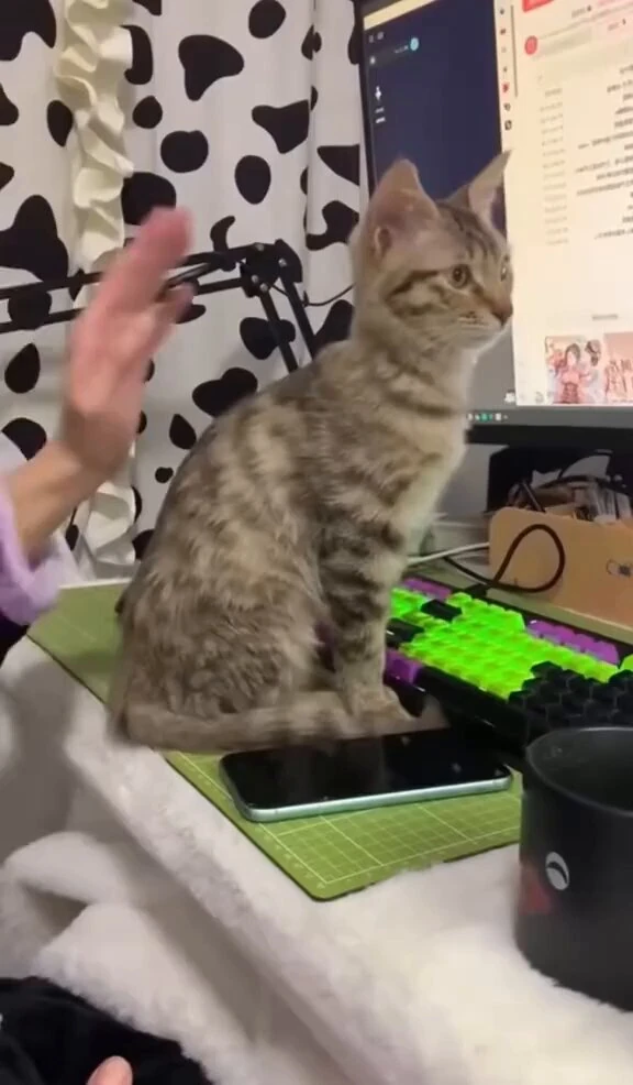 Meowsynth Madness: Car in Reverse 🚗 | Fandom