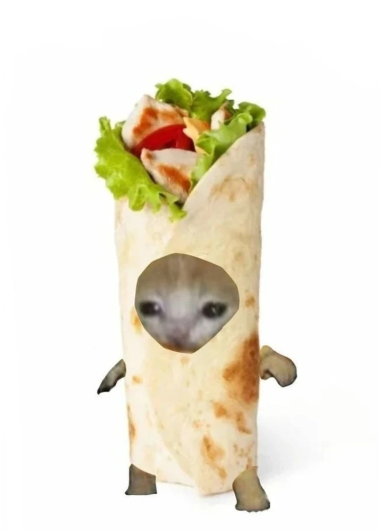 Burrito cat 🗿 | Fandom