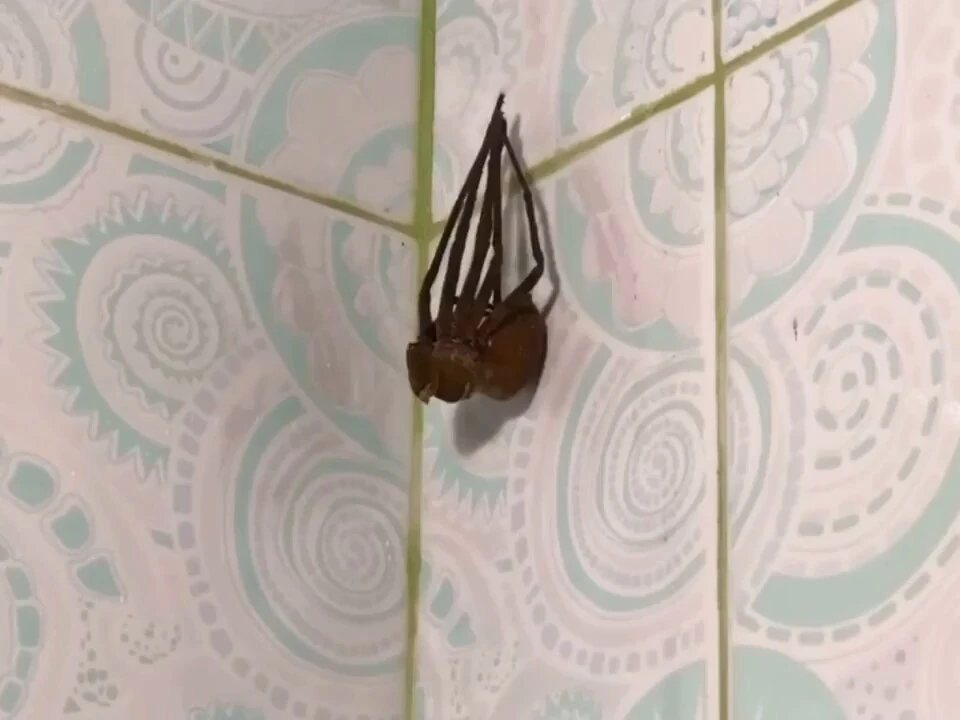 welp...how Spider-Hive makes his army | Fandom