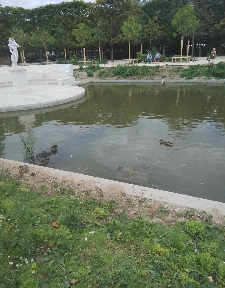 DUCKS!-🦆💚⭐ | Fandom