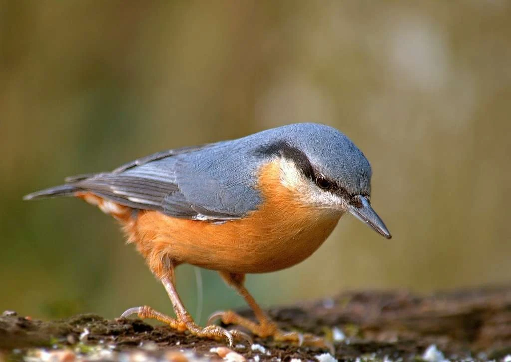 What creature looks like this bird? | Fandom