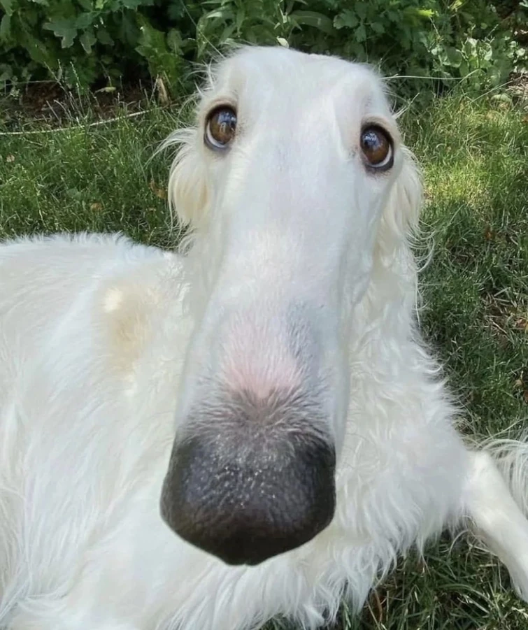 Didn't I do it for you? 😭 | Fandom