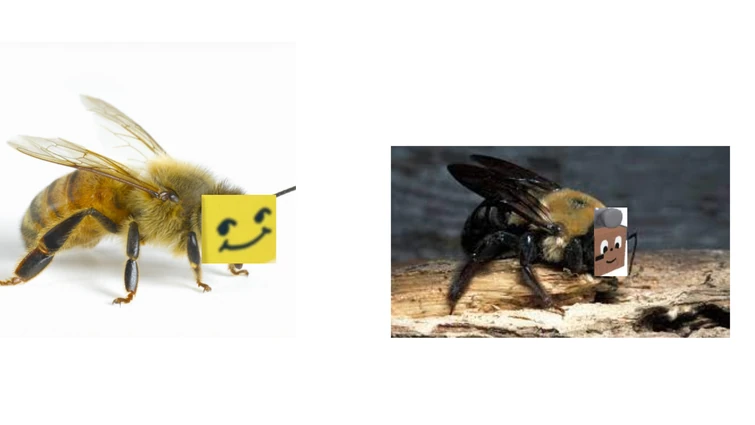 2 bees in real life | Fandom