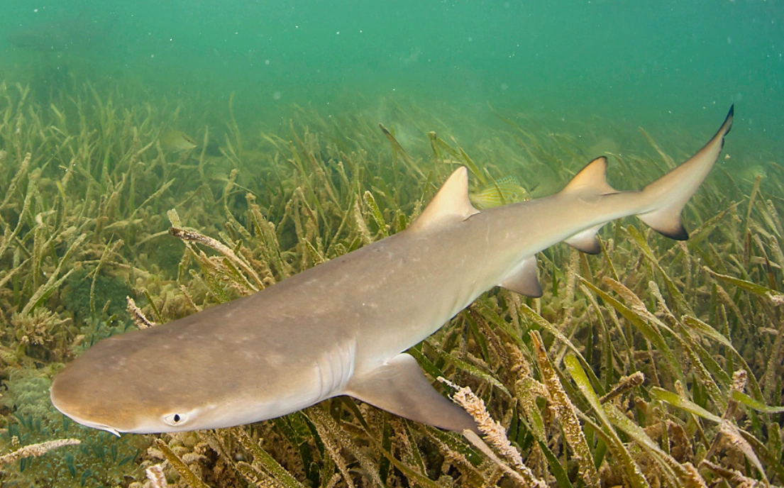 lemon shark | Fandom