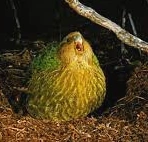 I have never been this obsessed with a bird, but.. | Fandom