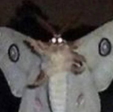 trend im following what do you think of my pfp | Fandom