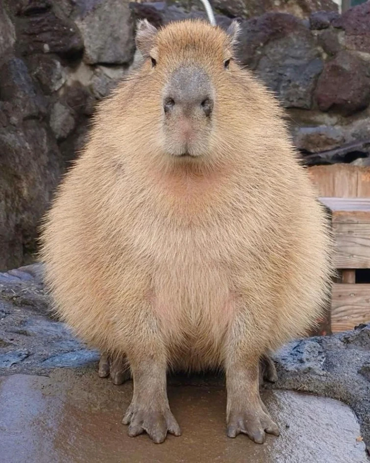 5 REASONS WHY I HATE. I MEAN HATE CAPYBARAS!!! | Fandom