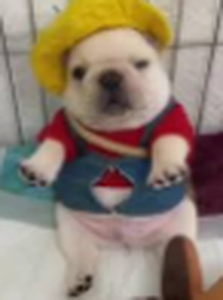 Yo chat am I cooked??? | Fandom