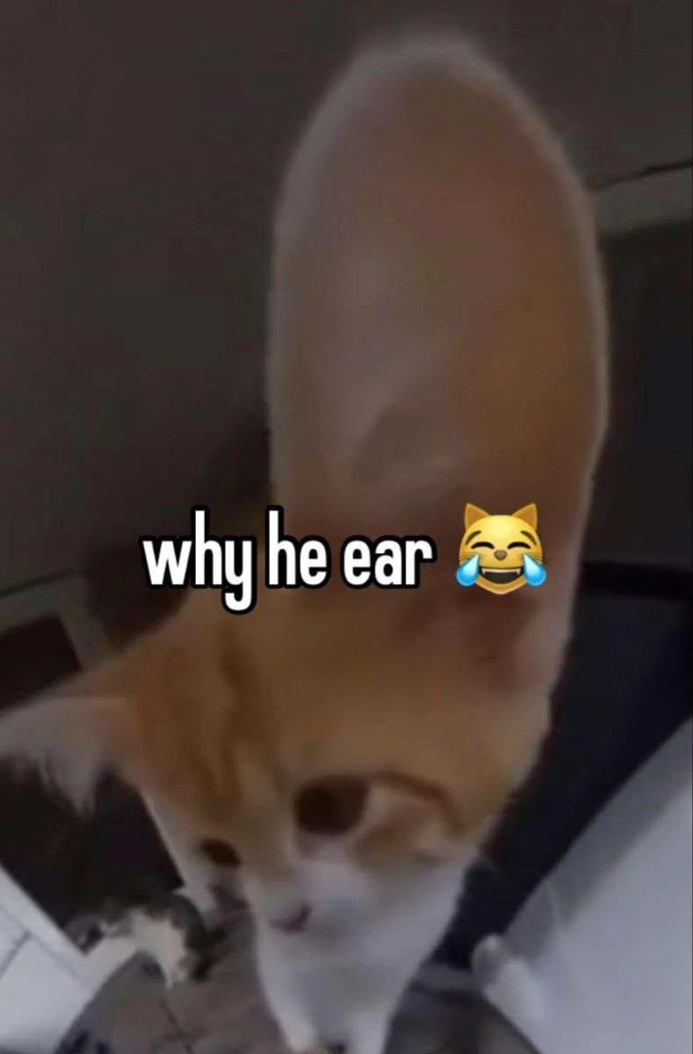 why he ear | Fandom