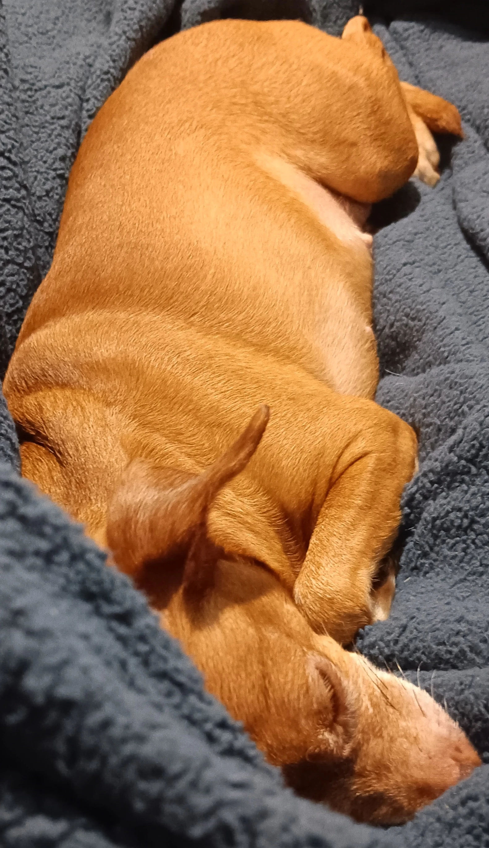 I fink she's jus a lillllll eepy | Fandom