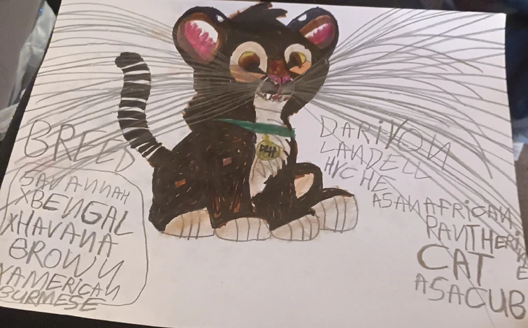 Dariyon Landell Hyche The Savannah X Bengal x Havana Brown x American ...