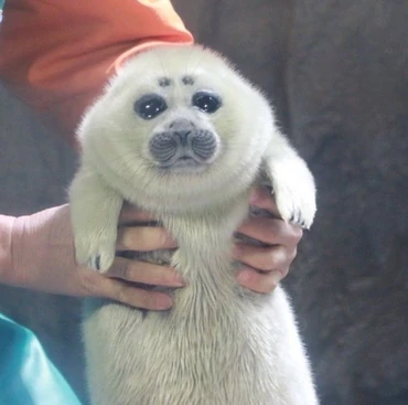 Niko the seal | Fandom