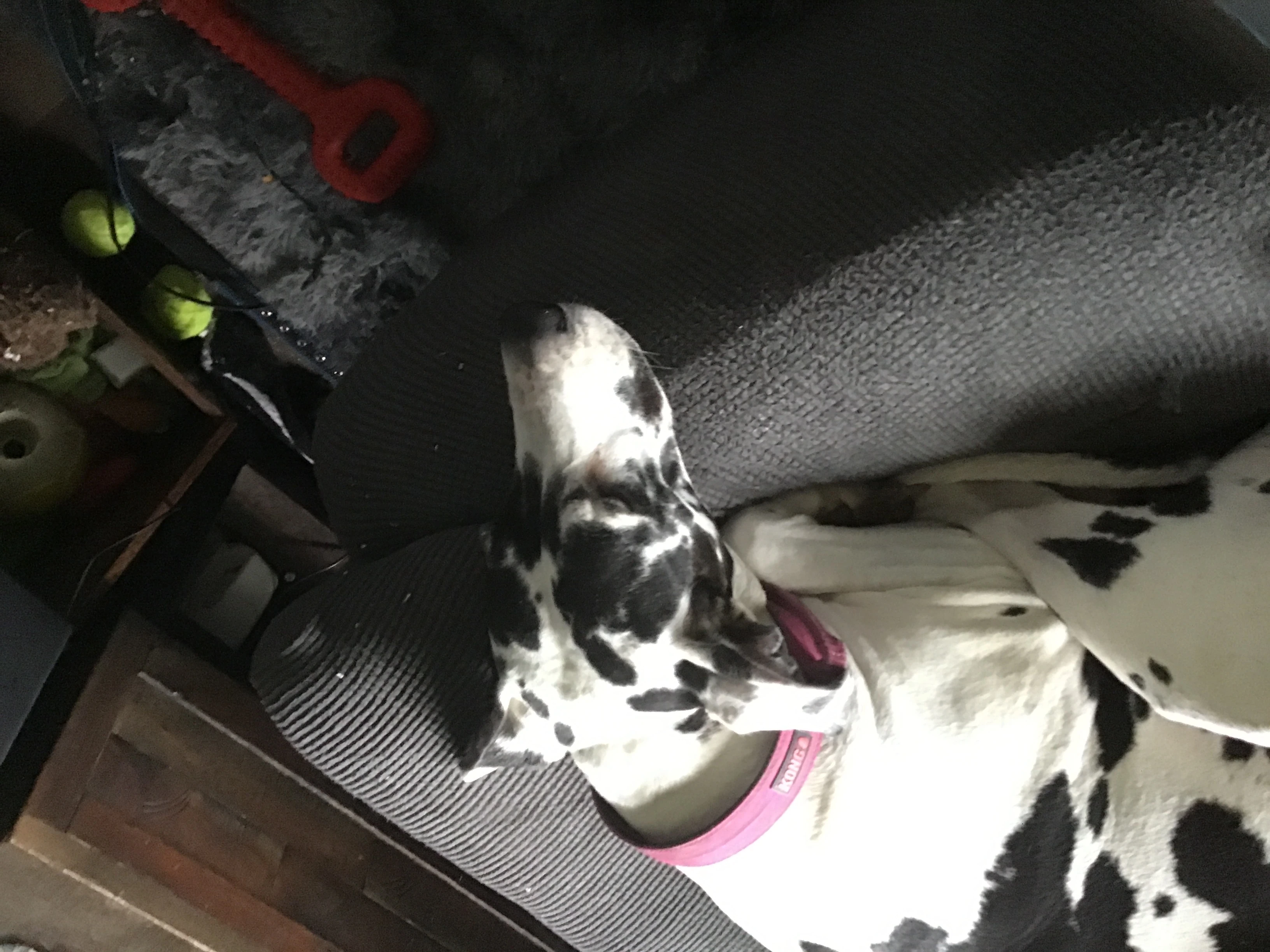 My dog chloe | Fandom