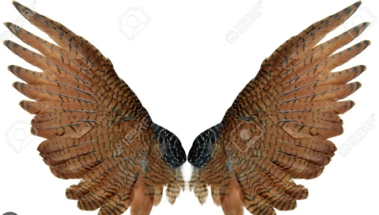 caelum cervi in a nutshell | Fandom