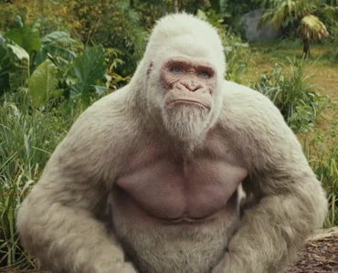 2005 Kong vs George | Fandom