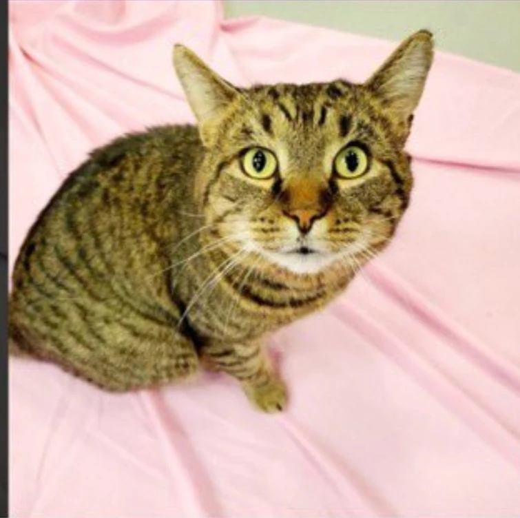 name this kitten | Fandom