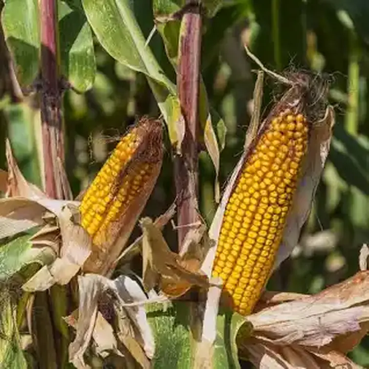 Final post before oblivion | Fandom