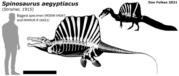 The newest Spinosaurus reconstruction! | Fandom
