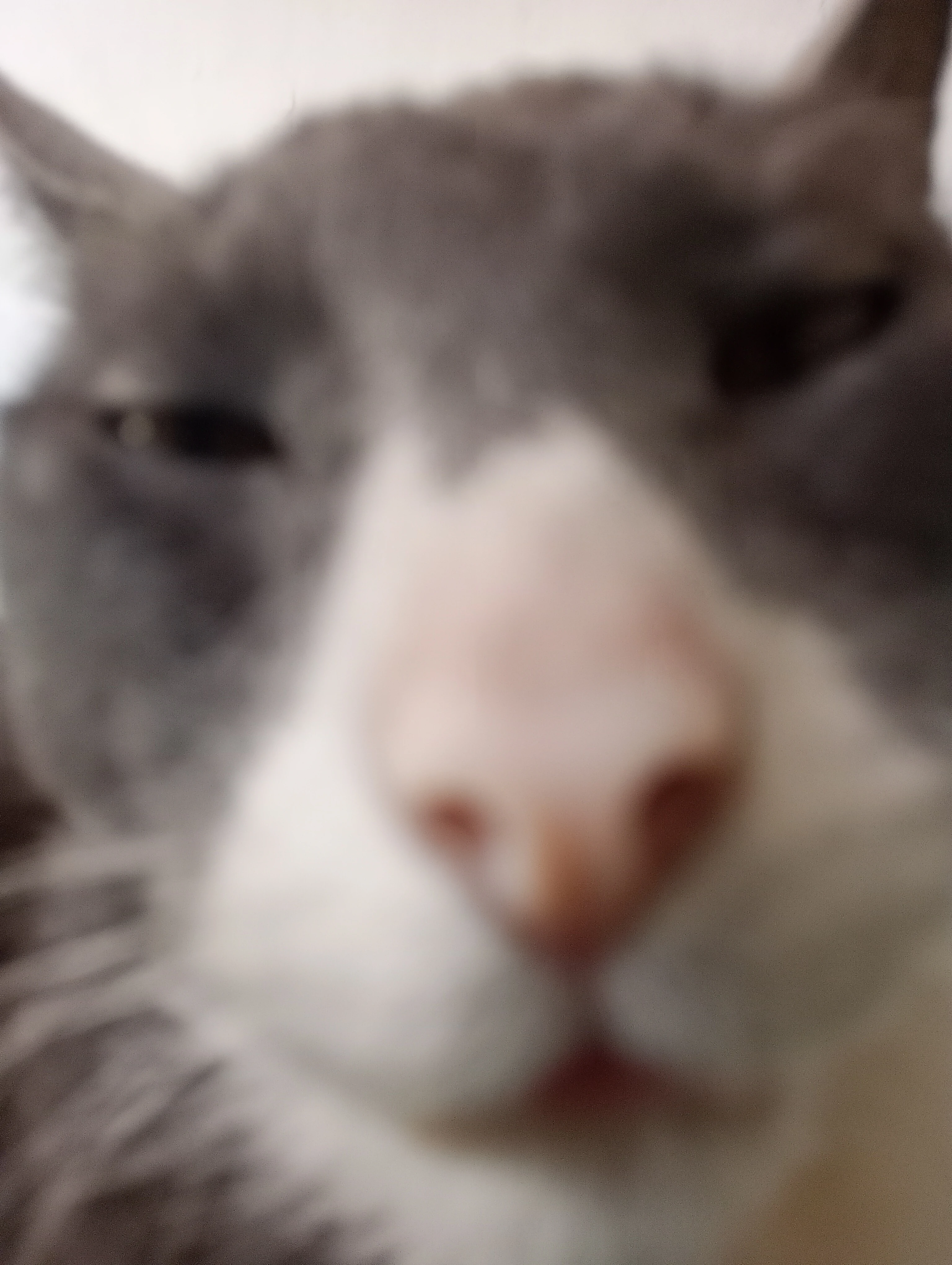 Cat | Fandom