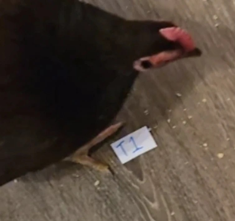 Ruby Chooses a Creature - Part 1 | Fandom