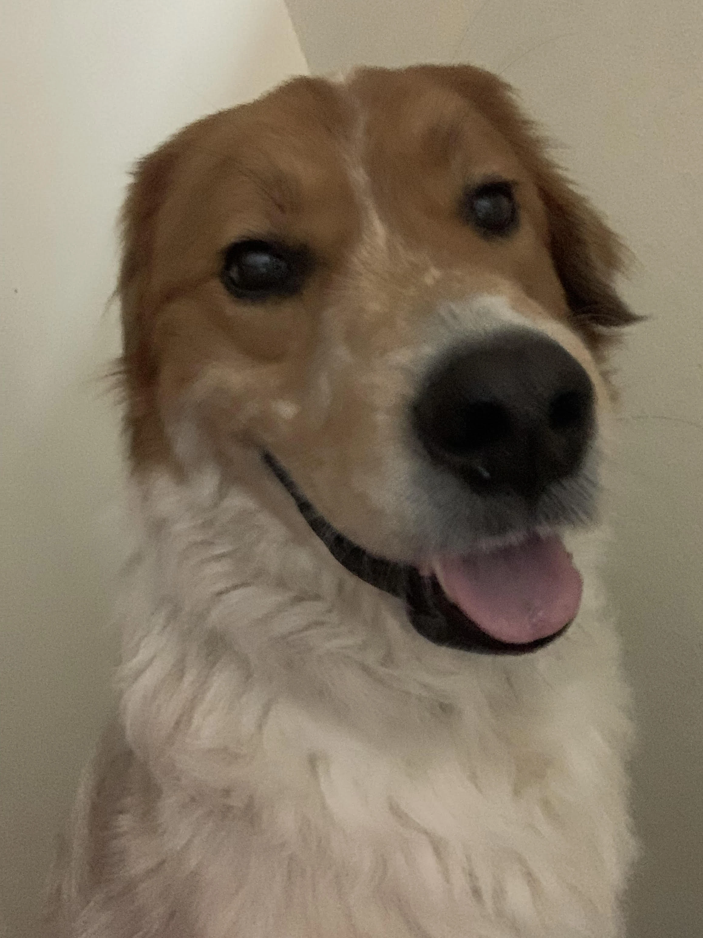 Ask anything about me Doggo. | Fandom