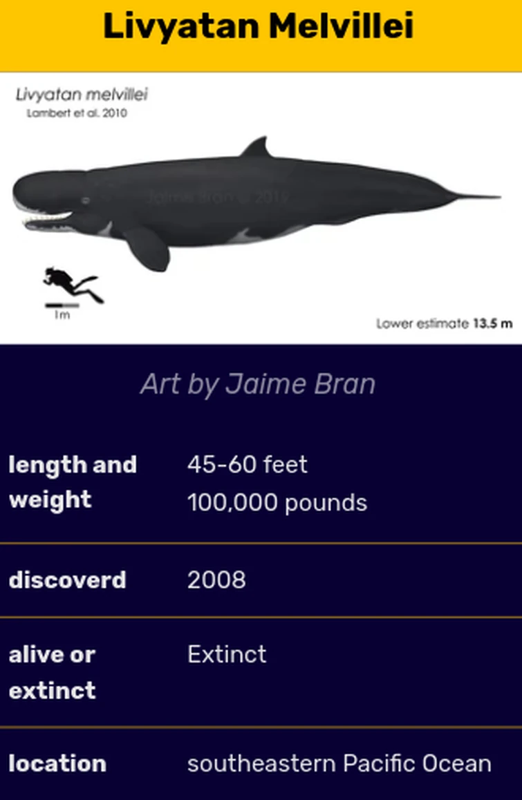 whale of the day part 1 (livyatan melvillei) | Fandom