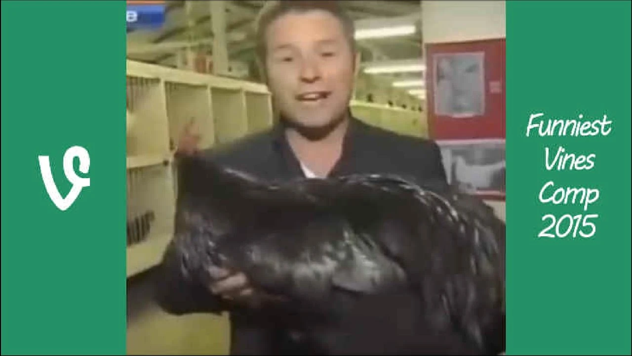 Funny vine compilation 😂😂 | Fandom