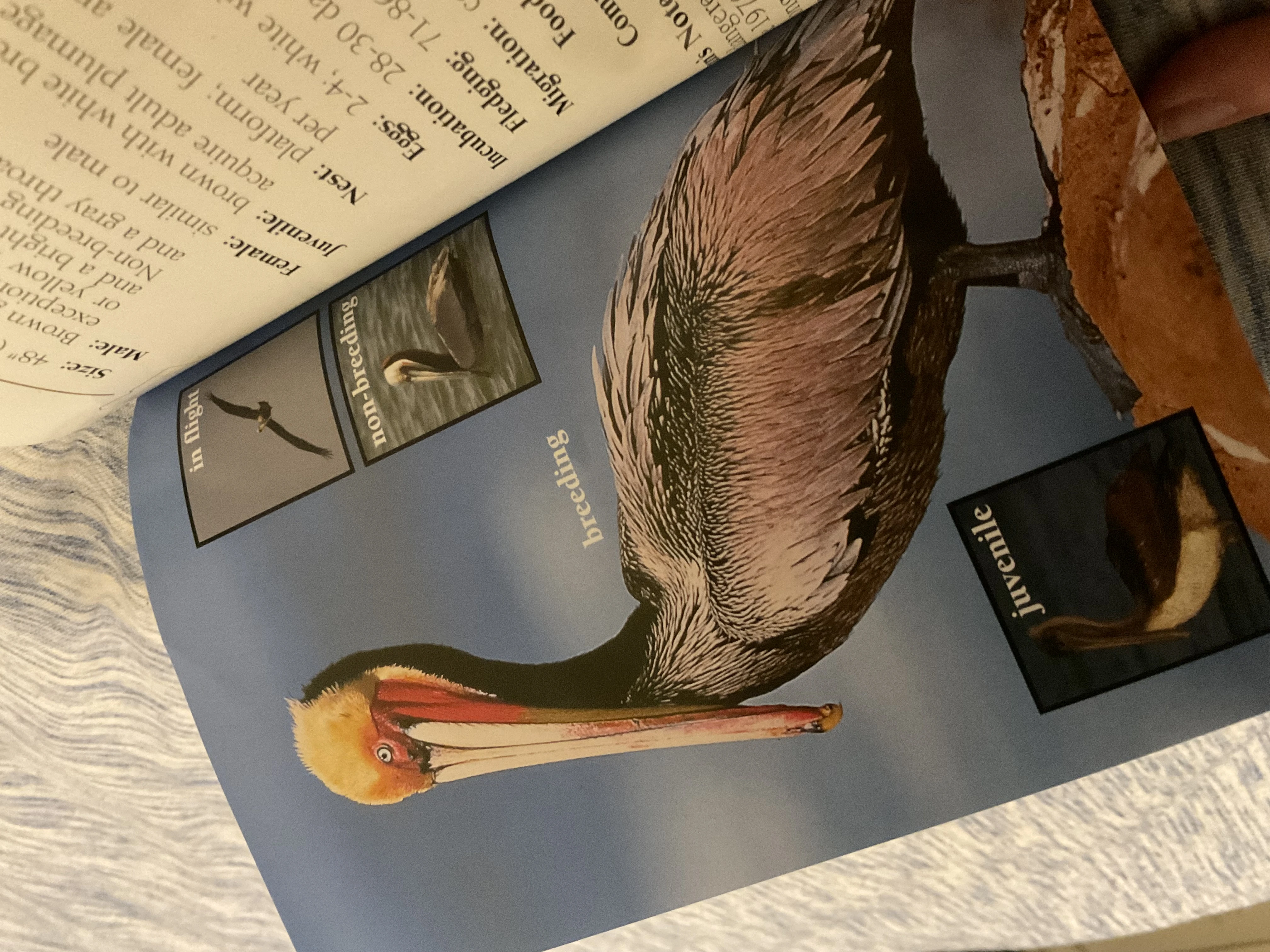 Explanation to the Brown Pelican skin and a suggestion for it | Fandom