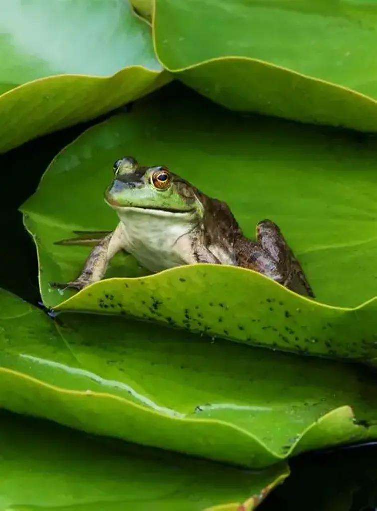 Daily Frog And Chat #117 | Fandom