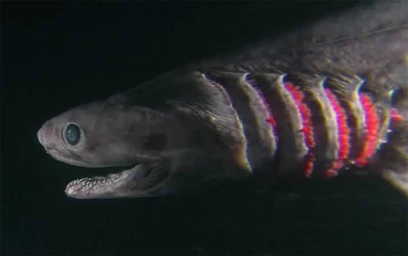 Que es Shin godzilla? | Fandom