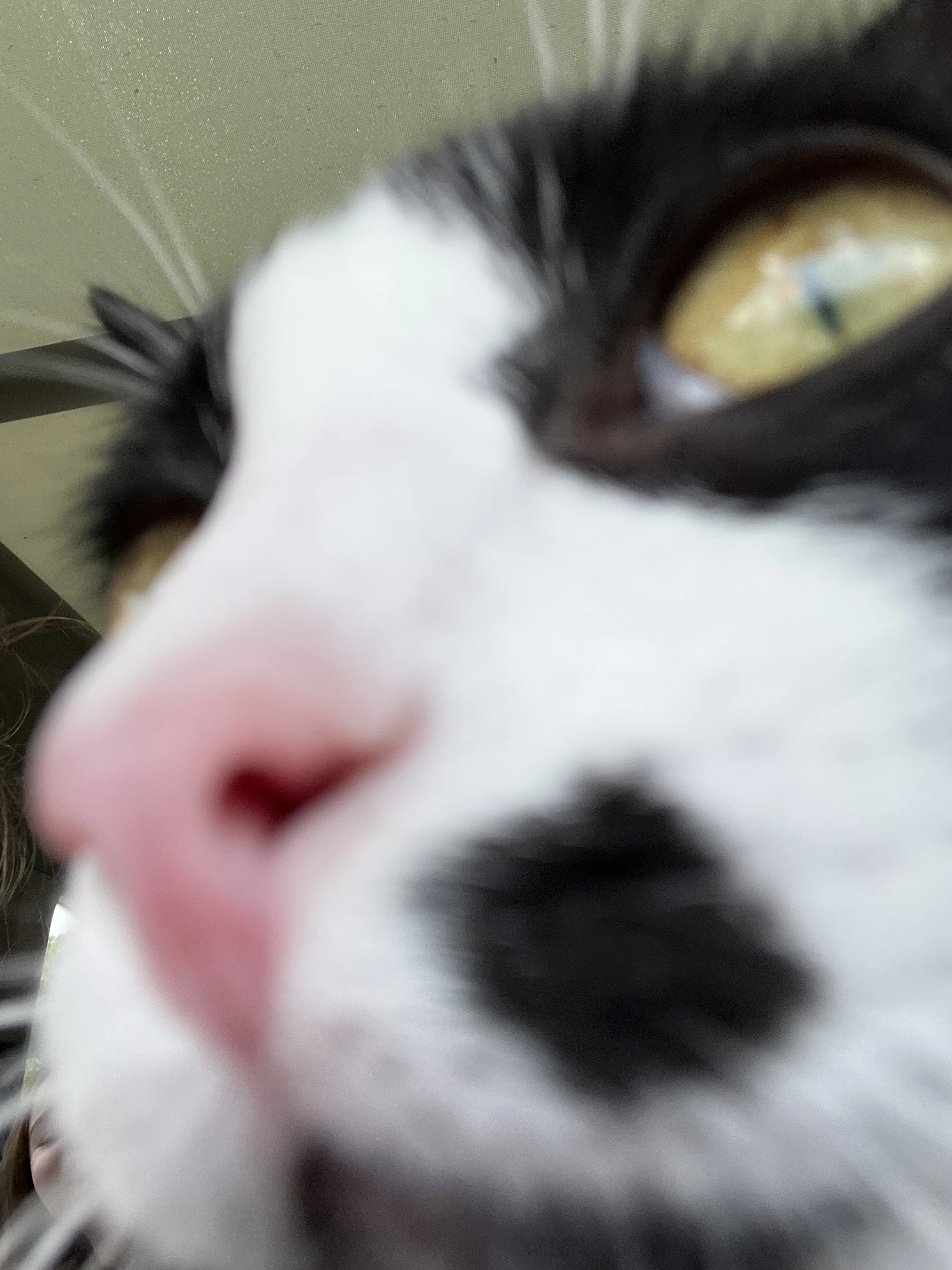 *NEW* Daily Cat Image #025 | Fandom