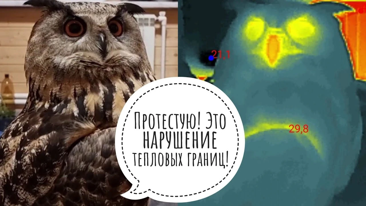 Yoll is a very cold owl | Fandom