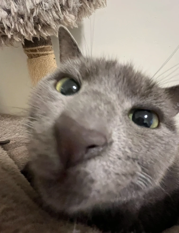 Sniff Check | Fandom