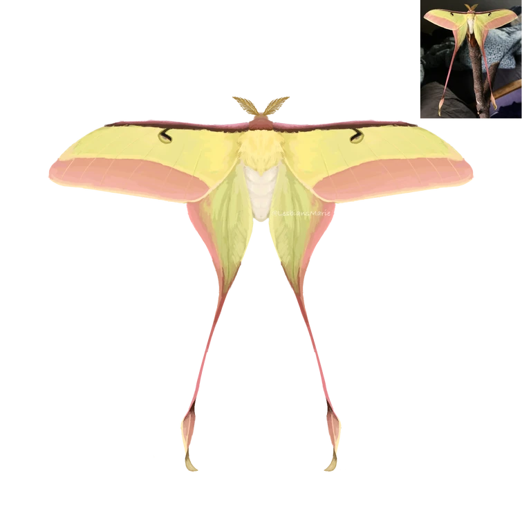 Moths I digitally painted | Fandom
