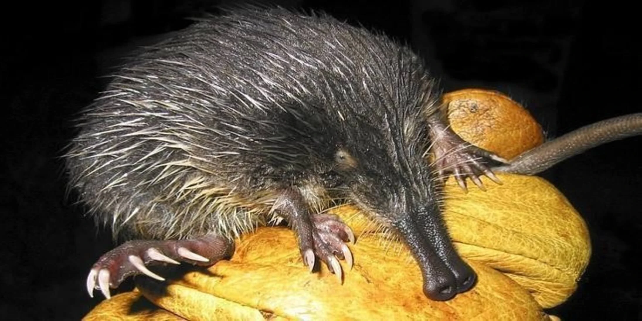 We need a creature based on this RIGHT NOW | Fandom