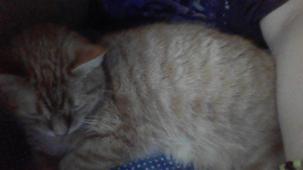 EEPY CAT!!! EEPY CAT!! | Fandom