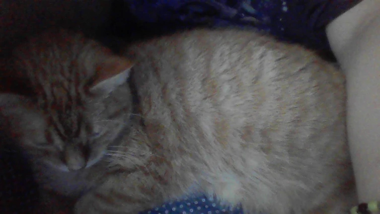 EEPY CAT!!! EEPY CAT!! | Fandom