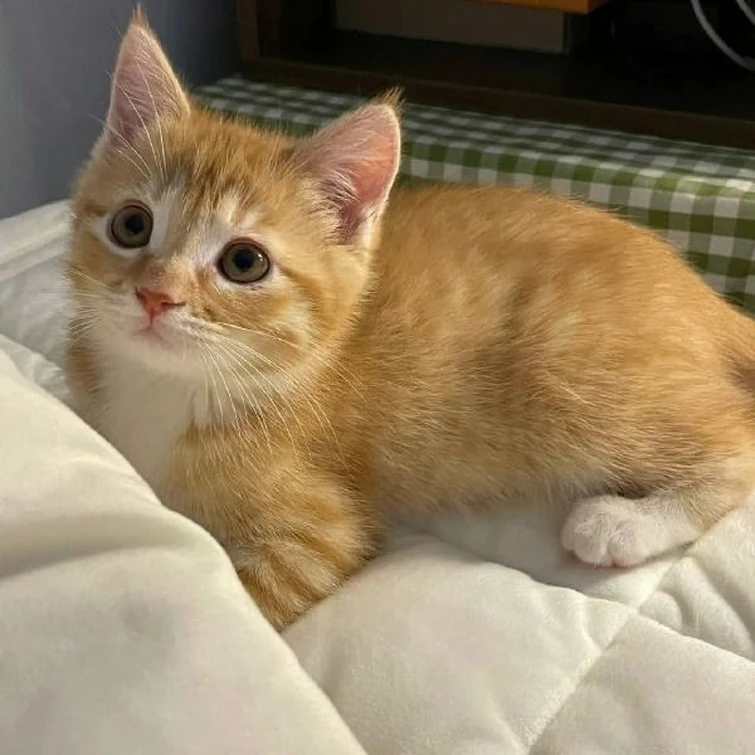 ehejeejeheheheheheheheheheh orange | Fandom