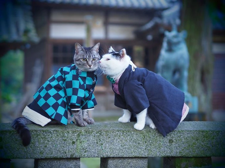 Kimetsu No Yaiba characters as cats | Fandom