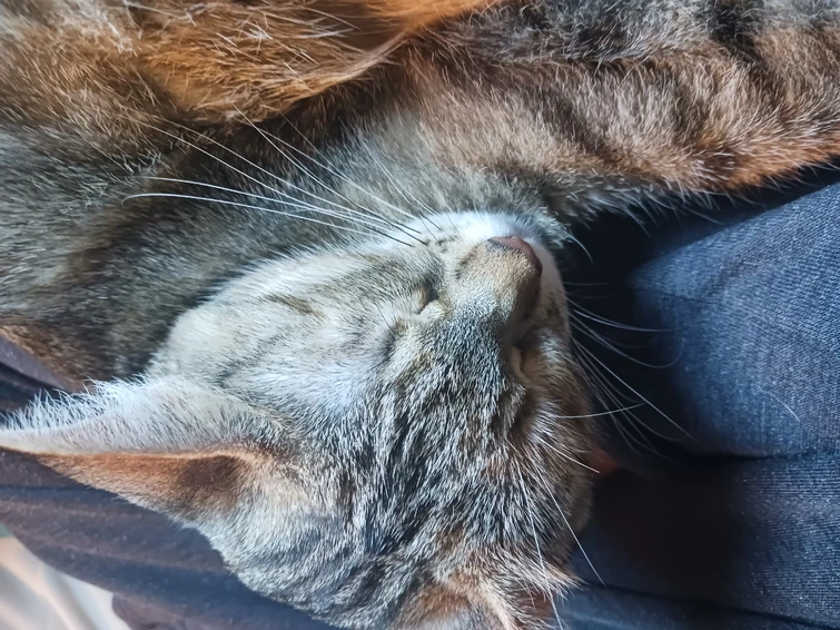 Cat jumpscare | Fandom